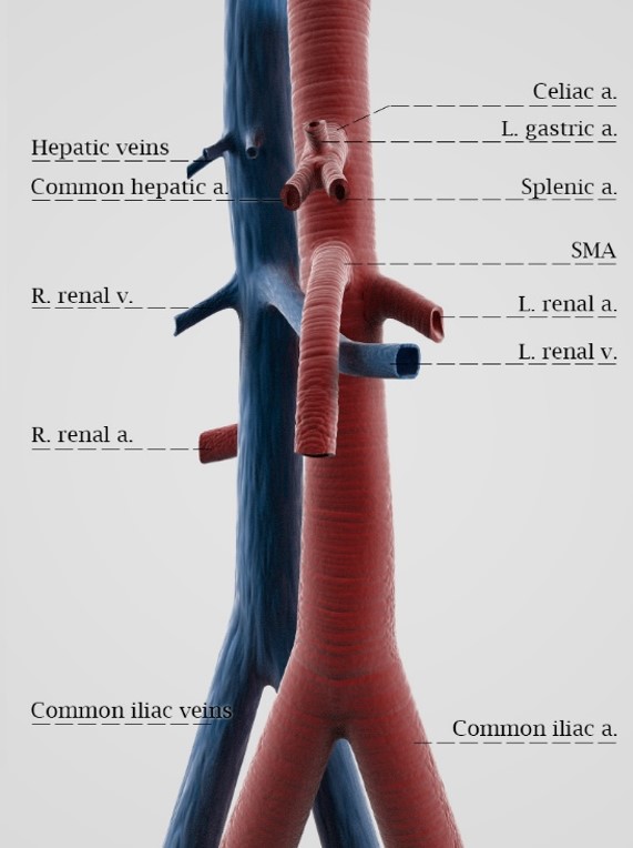 Discovering the aorta through ultrasound - Critical Care Sonography