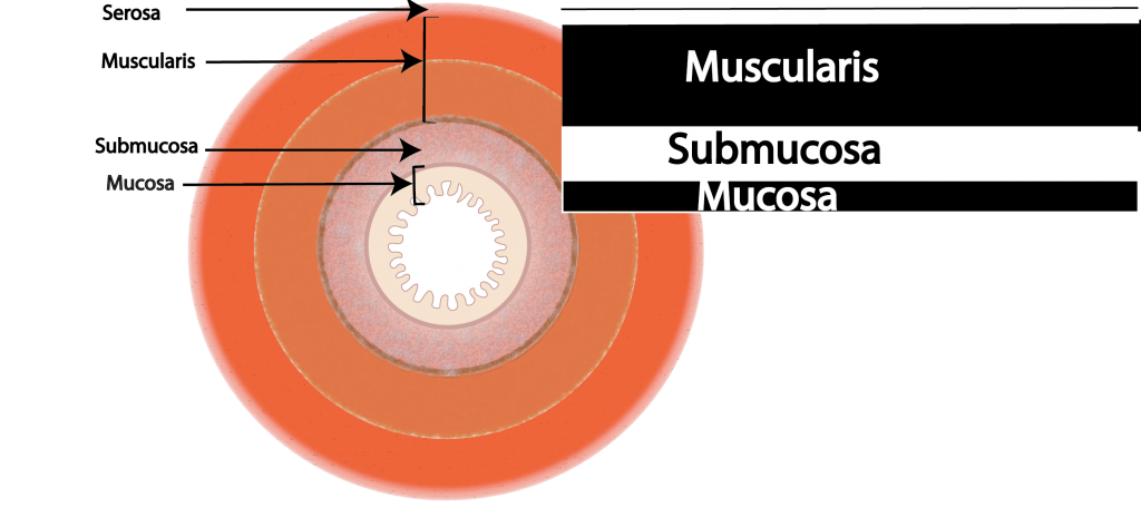 Normal gut ultrasound - Critical Care Sonography