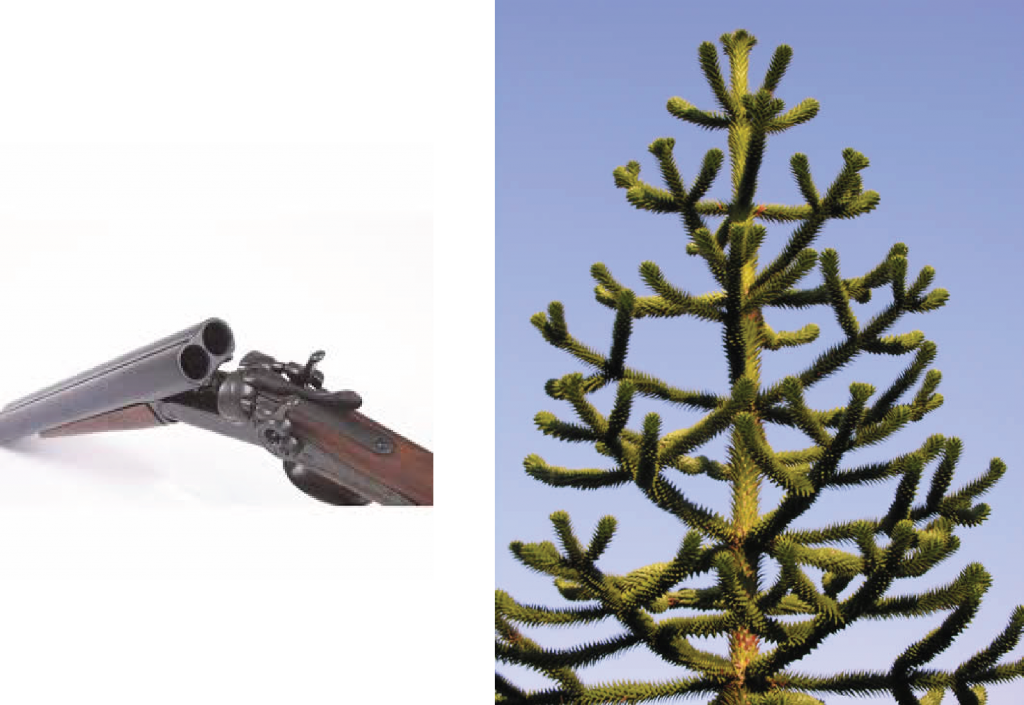 Biliary Obstruction: Double Barrel sign, Monkey Puzzle sign - Critical ...