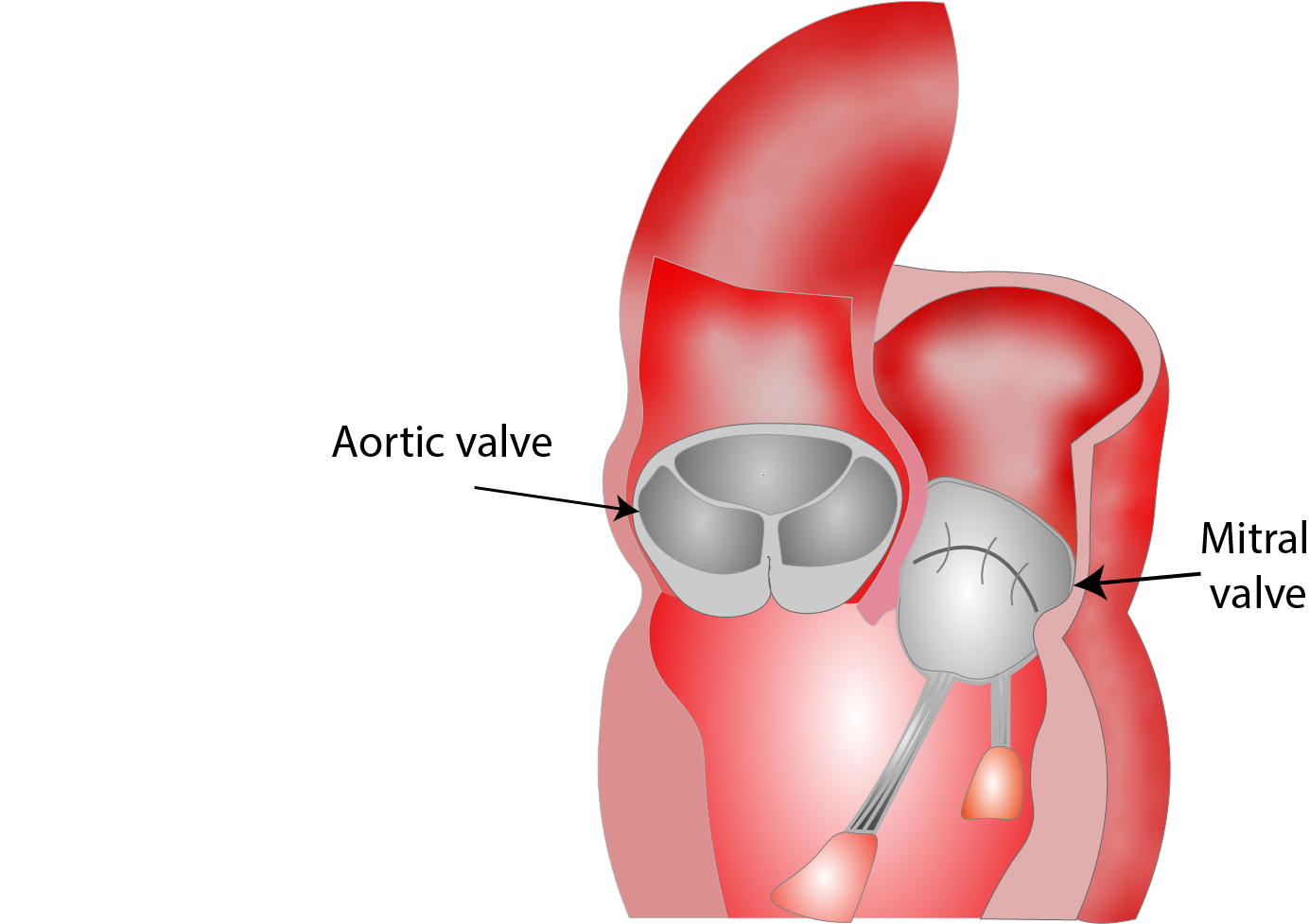Aortic Valve Anatomy Critical Care Sonography Aortic Valve Anatomy Critical Care Sonography