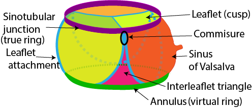 Aortic valve anatomy - Critical Care Sonography