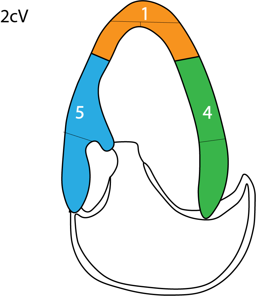 Assessment of the LV Quiz - Critical Care Sonography